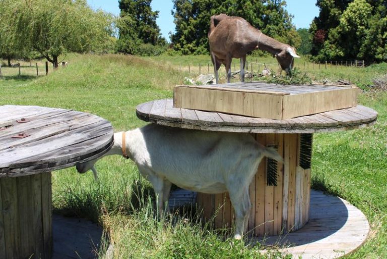 What Goats Do Naturally - 7 Enrichment Ideas - Goat Journal